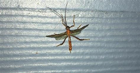 Scary Looking Bug Album On Imgur