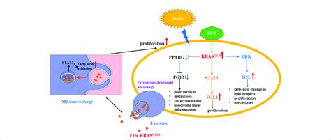 Kras Mutation In Pdac Fatty Acids Metabolic Reprogramming Kras