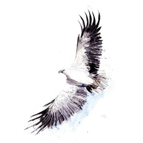Australian Birds White Bellied Sea Eagle Giclee Art Print Etsy