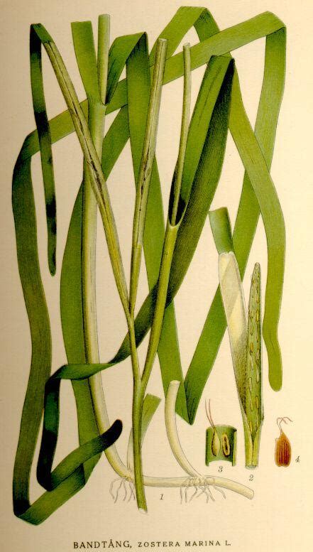 1 Eelgrass Encyclopedia Of Puget Sound