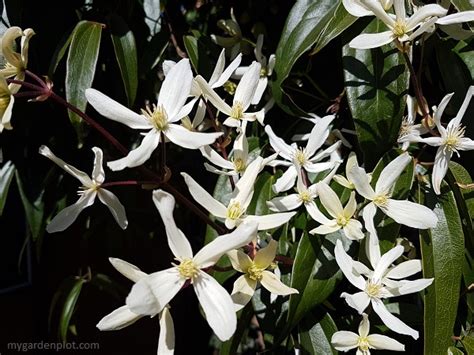 Evergreen Clematis How To Plant And Care For Clematis Armandii
