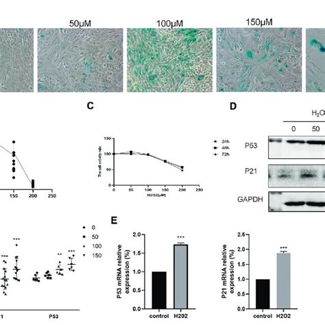 Effects Of H 2 0 2 In Beas 2b Cells A B Sa β Gal Staining Of Download Scientific Diagram
