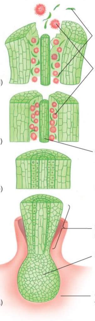 Filo Anthocerotophyta Diagram Quizlet