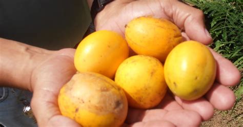 Flora De Puerto Rico Ilustrada Papo Vives Anacardiaceaespondias Dulcis