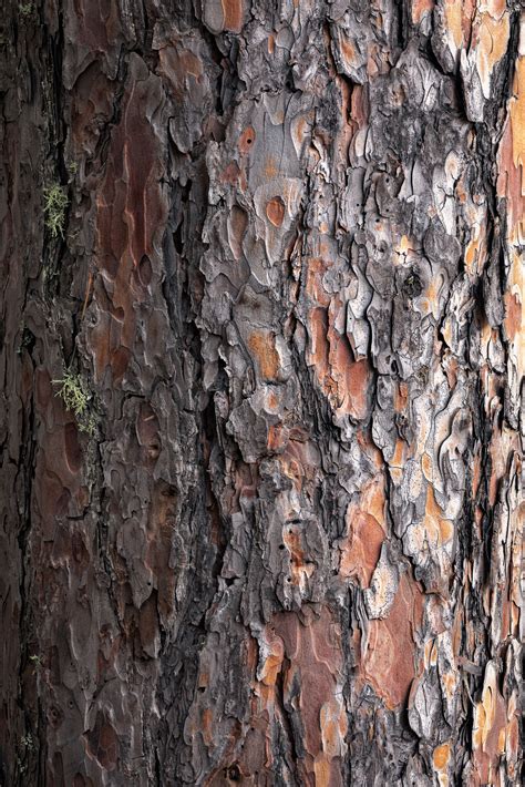 Texture In The Trees Slow Photography Movement
