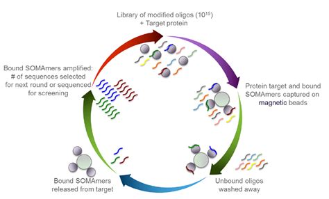 Somascan® Assay（ソマスキャンアッセイ） タンパク質測定サービス（somascan®assay）