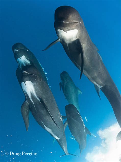 Pilot Whale Vocalizations Ocean Conservation Research