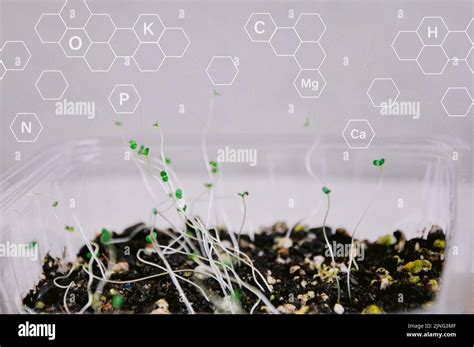 Fertilization And The Role Of Nutrients In Plant Life With Digital