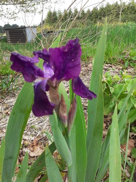 Iris Germanica Dwarf Purple Bee Haven Gardens