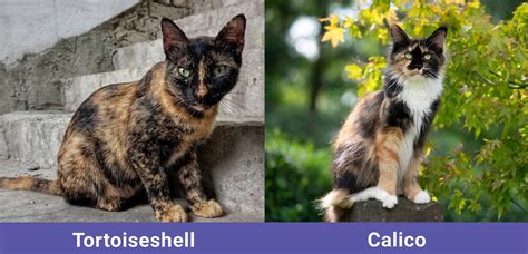 Turtle Shell Calico Cat