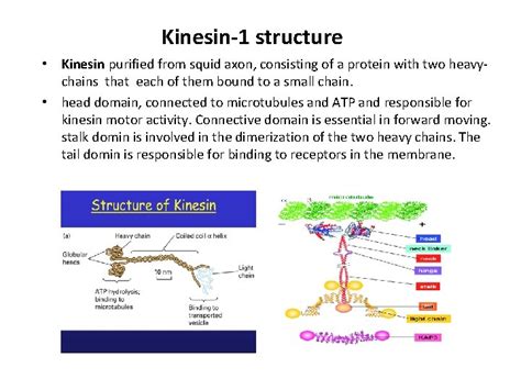 The Role Of Microtubules In Intracellular Transport Variety