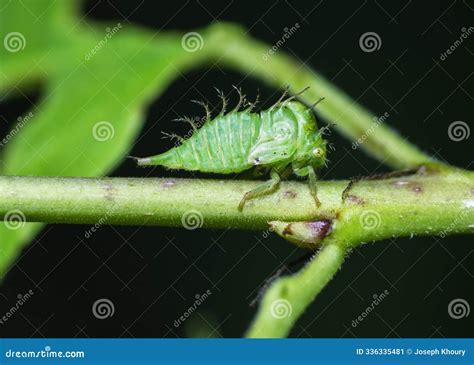 Buffalo Treehopper Nymph On A Flower Stem Stictocephala Bisonia Stock