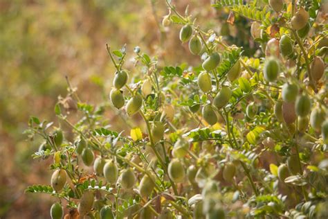 Building A Local Chickpea Processing Chain Ilvo Vlaanderen