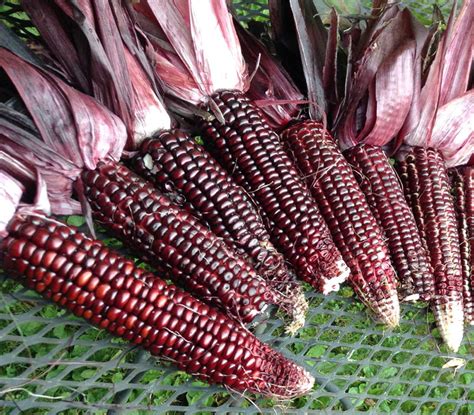 Double Red Corn Seeds