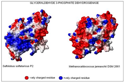 27 Surface Charge Distribution View For The Protein Glyceraldehyde