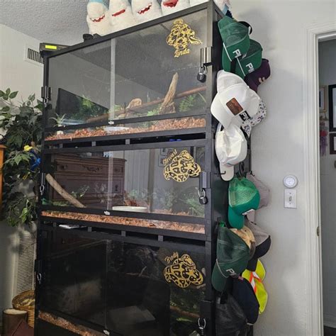 Ball Python Custom Name Decal Pied Ball Python Etsy