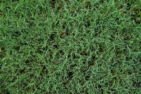 Common Bermuda Grass Problems And How To Solve Them