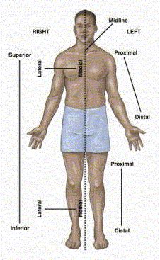 Anatomical Body Landmark Corpo Umano Personal Trainer Anatomia E
