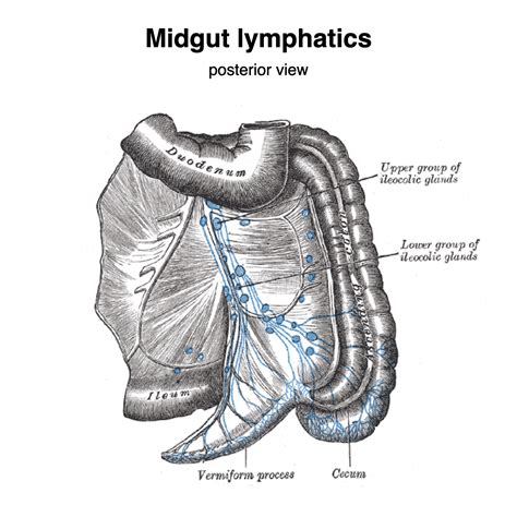Appendix Plural