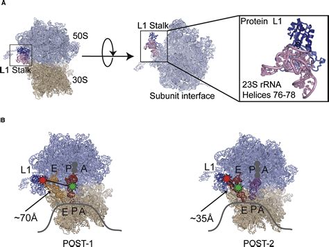 Coupling Of Ribosomal L1 Stalk And Trna Dynamics During Translation
