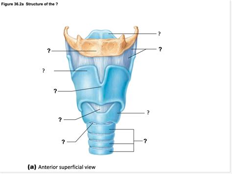Bsc2086l Practical Exam 2 Lesson 7 Image Diagram Quizlet