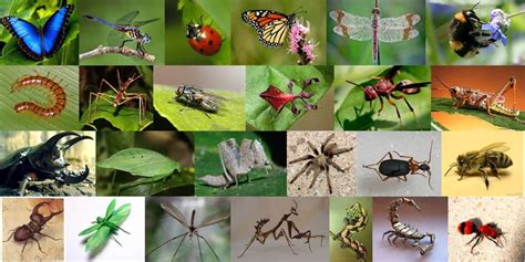 Bugs