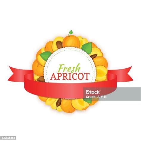 익은 살구 과일 및 빨간 리본 라운드 프레임 구성 됩니다 벡터 카드 일러스트 레이 션 건강한 식생활에 대한 스톡 벡터 아트 및 기타 이미지 건강한 식생활 계절 과일