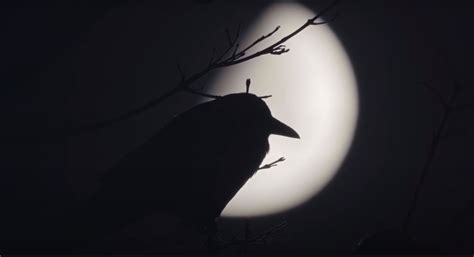 Thousands Of Crows Flock To Burnaby Every Day Witness Their Spectacular Journey Cbc News