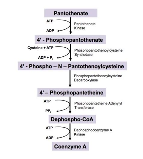 Difference Between Biosynthetic And Degradative Pathways