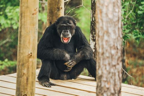 Jr The Playful Knight Chimp Haven