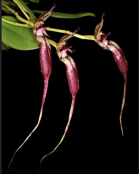 Bulbophyllum Page 3 Hengduan Biotechnology