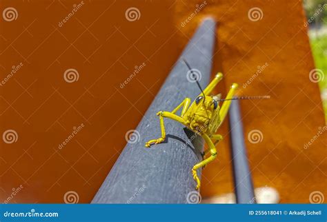 Giant Green Grasshopper Sitting On Railing In Mexico Stock Image