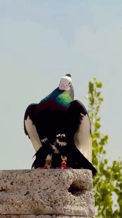 کبوتری به نام ابلغ افغانی Youtube