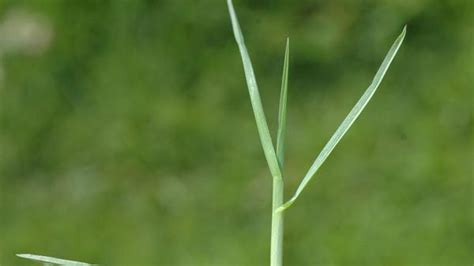 Rough Bluegrass Turffiles