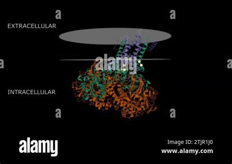 Structure Of E Coli Hydrogenase 1 In Complex With Cytochrome B Animated 3d Cartoon And
