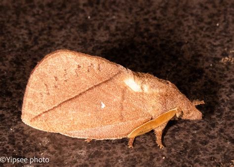 Euthrix Improvisa · Inaturalist