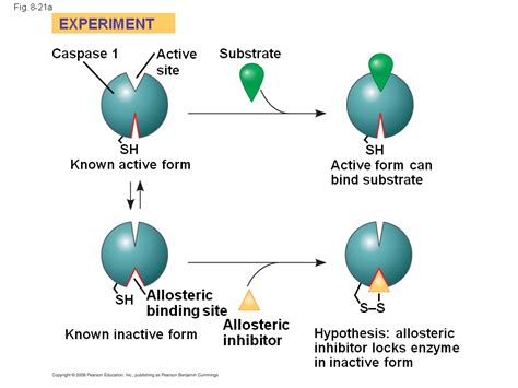 Allosteric Activation Feedback Inhibition At Tiffany Mora Blog