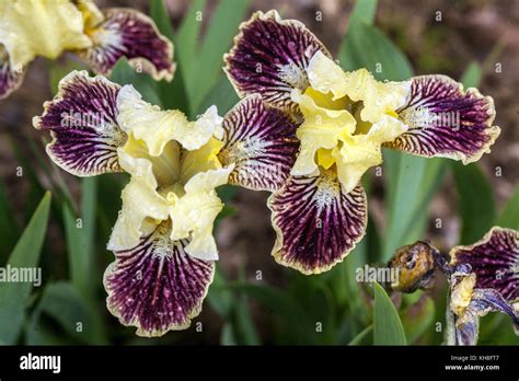 Standard Dwarf Bearded Iris Barbata Nana Iris Sass With Class Stock