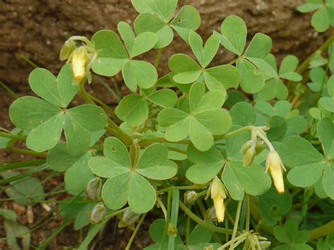 Wood Sorrel Plant Yellow Wood Sorrel Oxalis Stricta Identify That