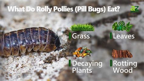 What Do Rolly Pollies Do Pill Bugs Emerged From The Sea To Conquer