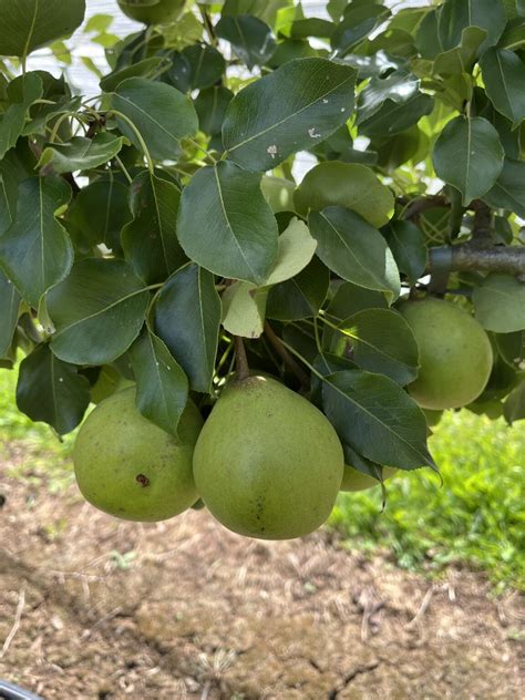 Leaf Sampling Green Mate Agriculture