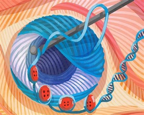 Study Unveils Genetic Regulation In Retinal Development Au