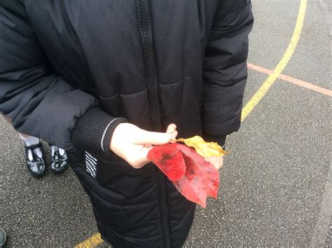 Y6 Science Classification St Clares Rc Primary School