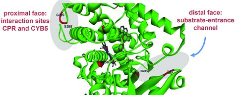 Computer Model Of The Active Site Of Cyp1a2 Showing The Location Of