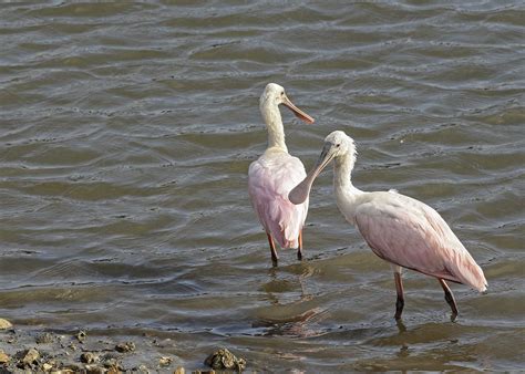 Roseate Spoonbills On The Gulf Of Mexico Wildlife