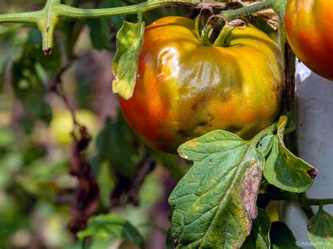 Plesen Na Paradižniku V Deževnih Letih In Nujni Ukrepi Na Vrtu Zeleni Svet