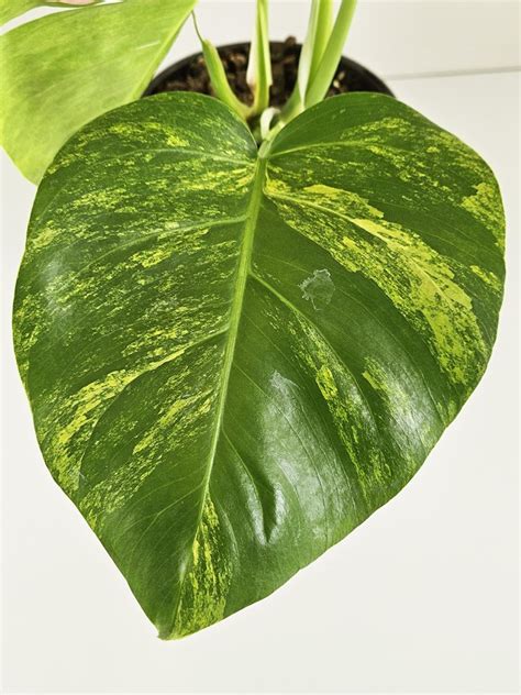 Variegated Monstera Deliciosa Aurea Odd Spot Plants