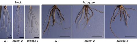 Figure S5 Growth Phenotype Of M Oryzae Inoculated And Non Inoculated