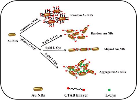 The Functionalization Of Ctab And L Cys On Au Nrs Towards The Composite