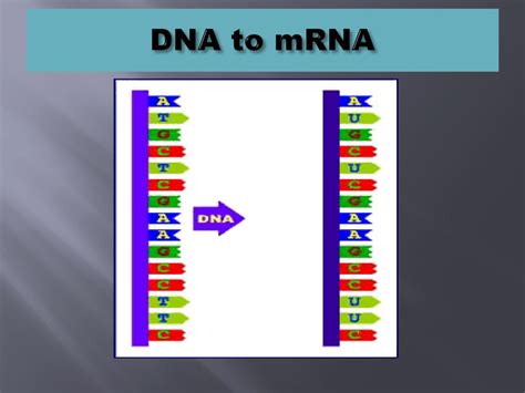 Protein Synthesis The Making Of Proteins Ppt Download